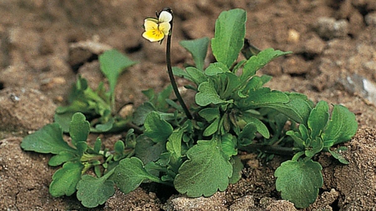 Field pansy - Agricultural Solutions